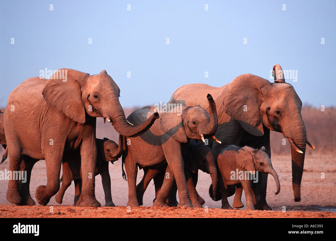 Elephant matriarch leadership hi-res stock photography and images - Alamy