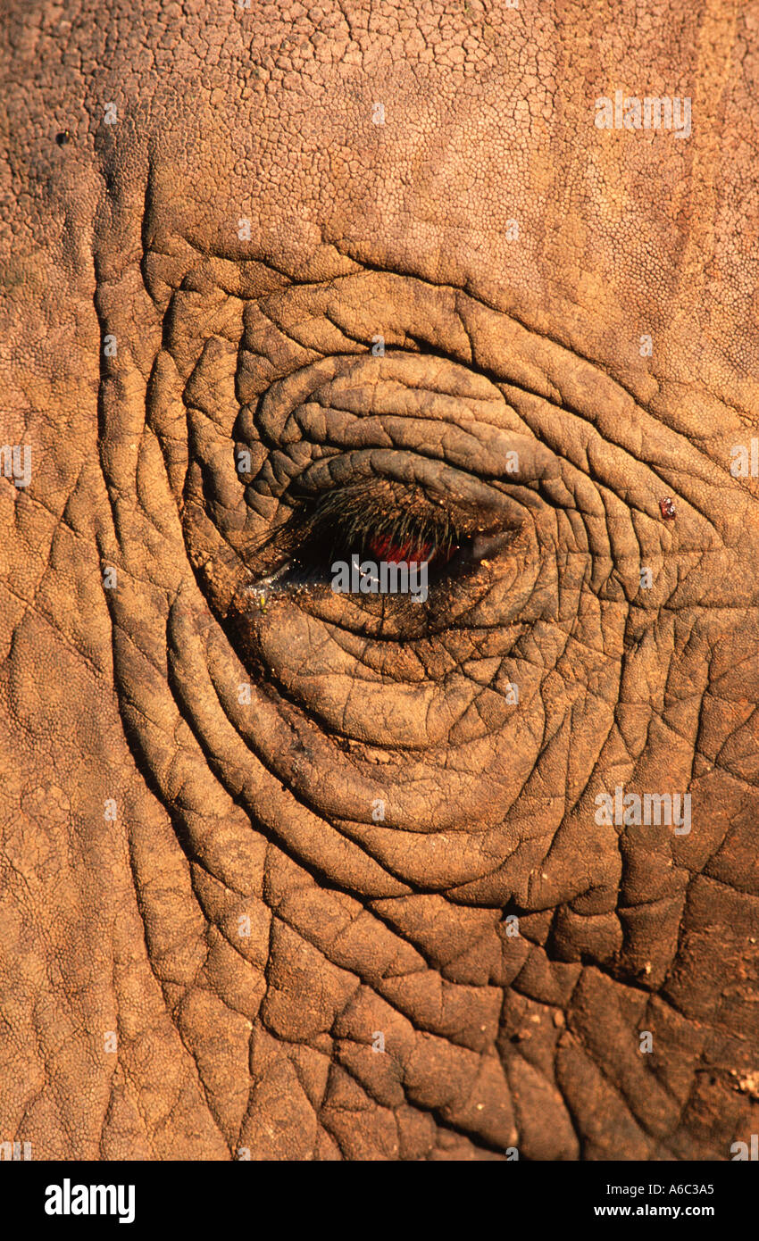Elephant eye detail hi-res stock photography and images - Alamy