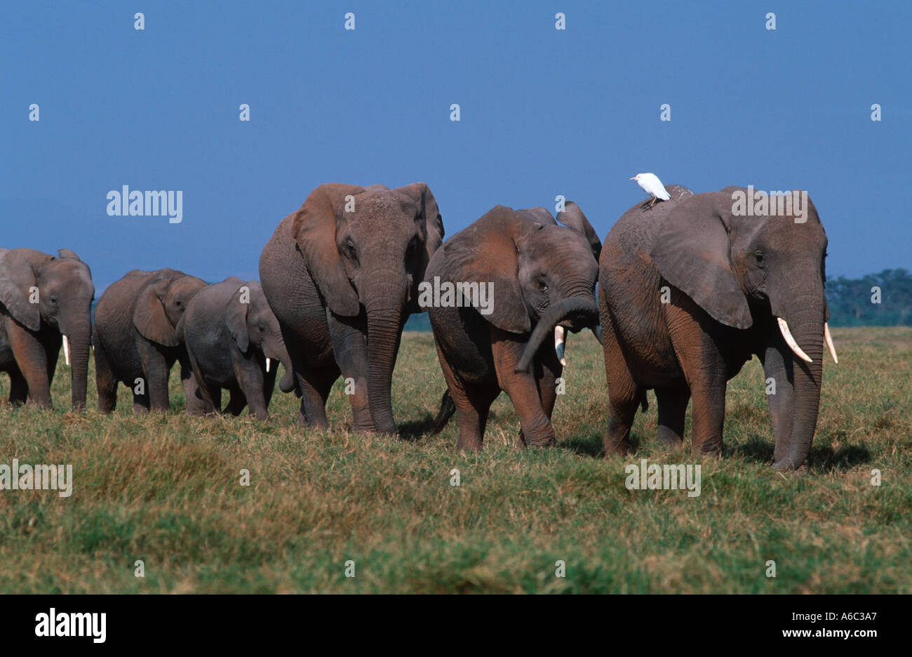 Elephant matriarch leadership hi-res stock photography and images - Alamy