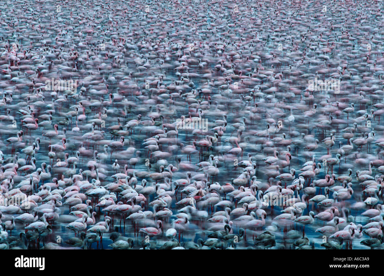 Lesser Flamingo Phoenicopterus minor May occur in flocks up to 1 ...