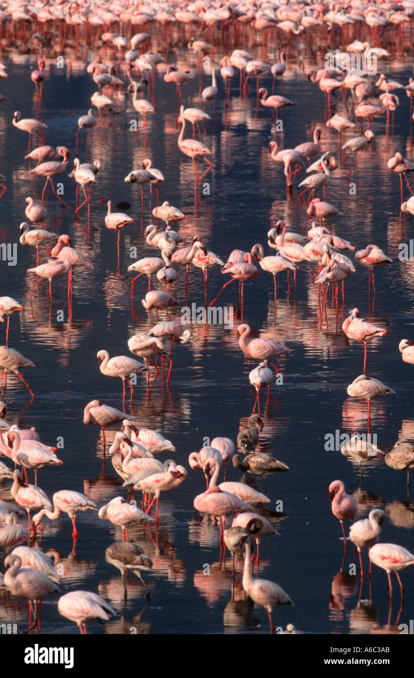 Lesser Flamingo Phoenicopterus minor May occur in flocks up to 1 ...