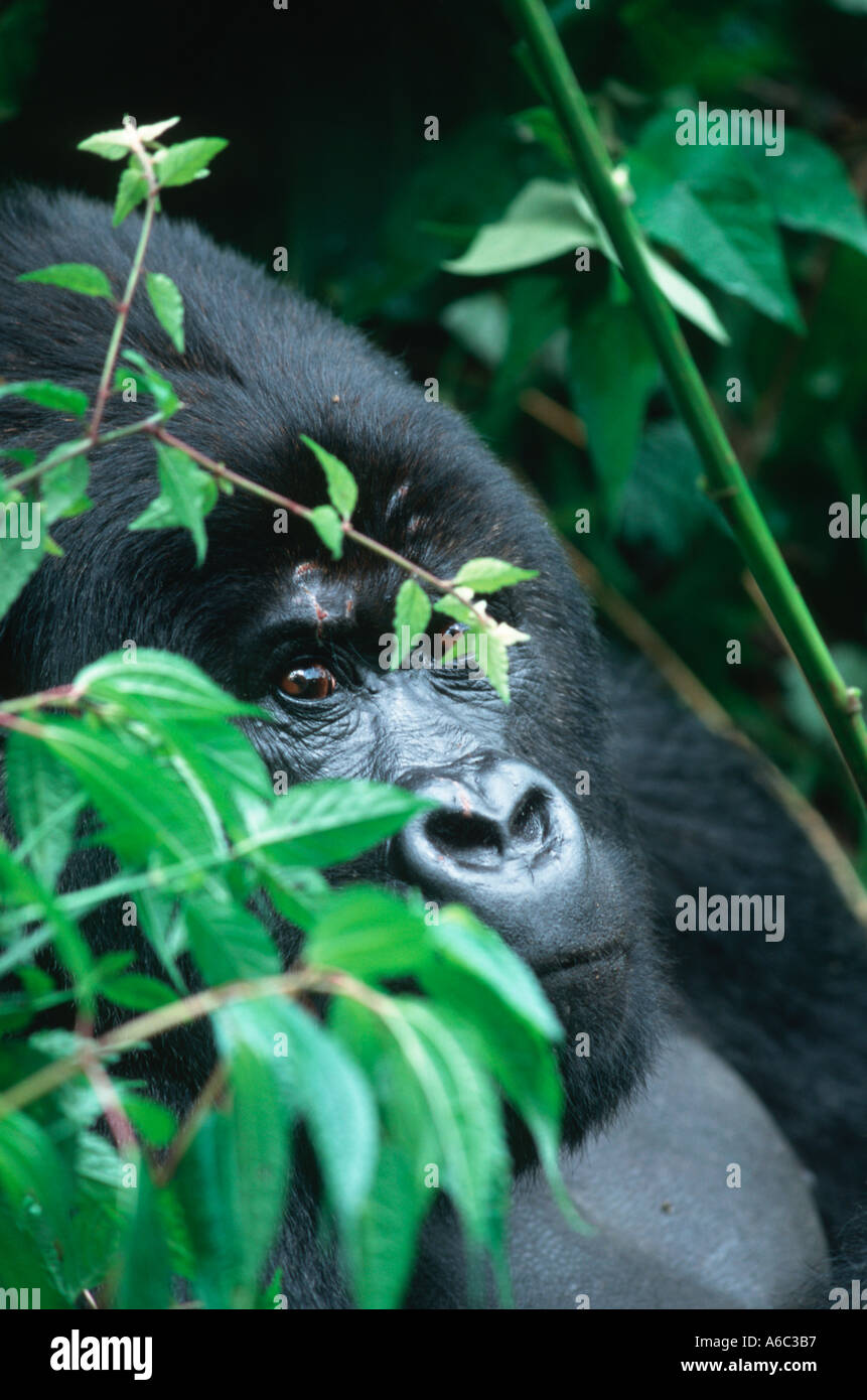 Mountain Gorilla Gorilla gorilla beringei Silverback male Endangered Localised Rwanda Western ...