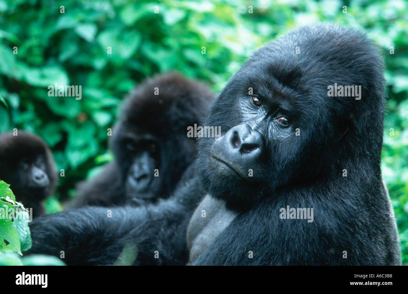 Mountain Gorilla Gorilla gorilla beringei Silverback with family group Endangered Localised ...