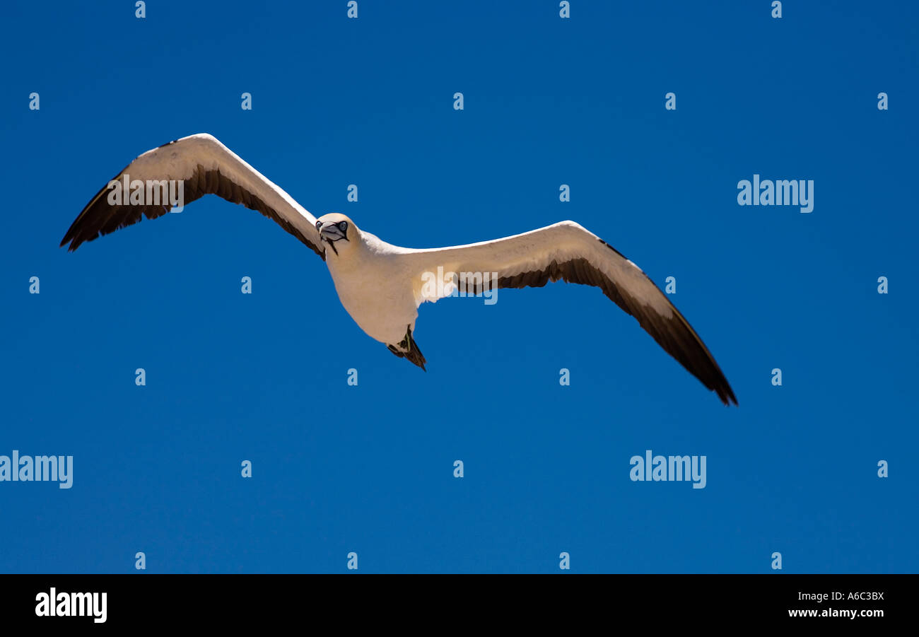 cape gannet flaying Stock Photo - Alamy