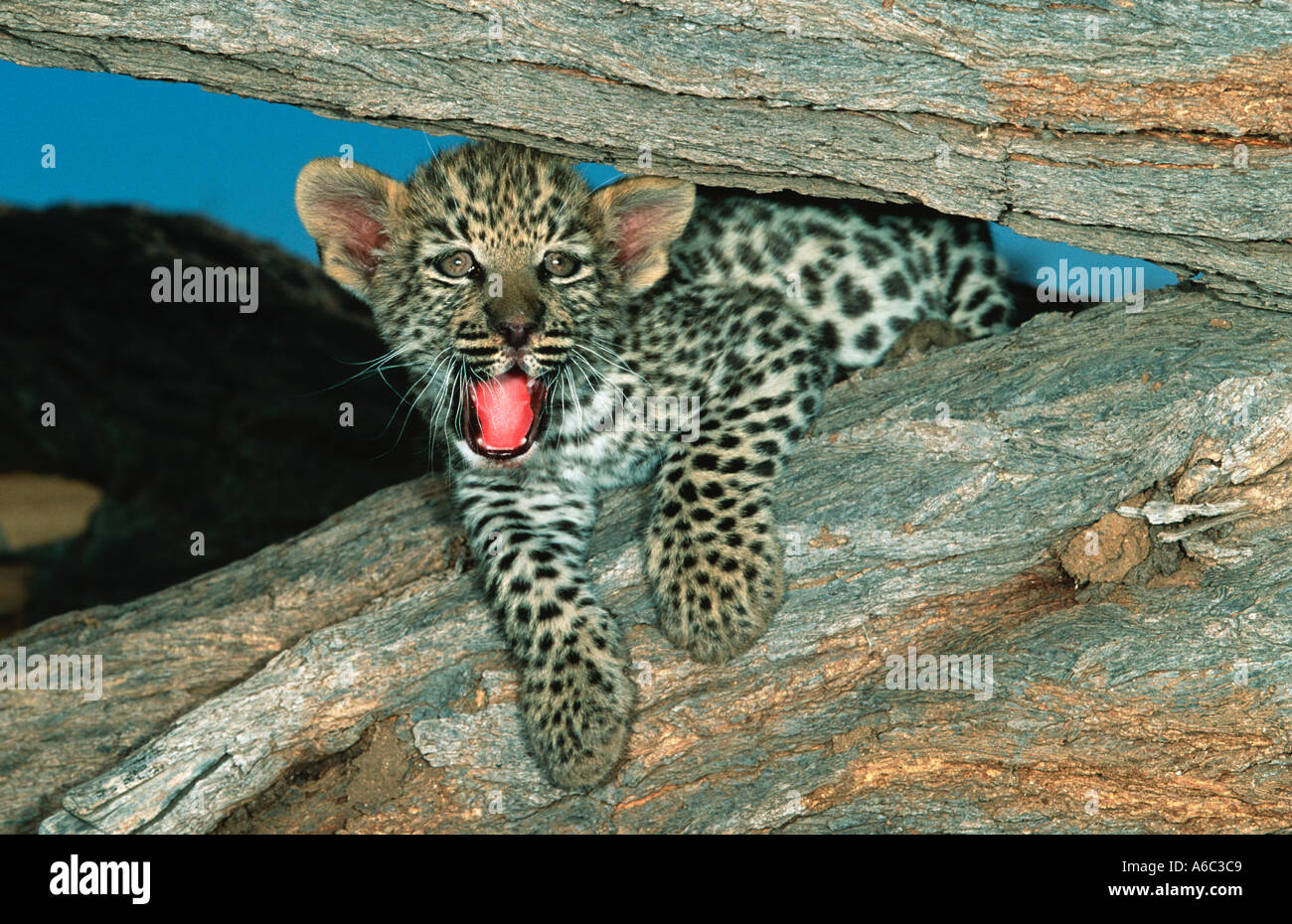 Curious leopard cub hi-res stock photography and images - Alamy