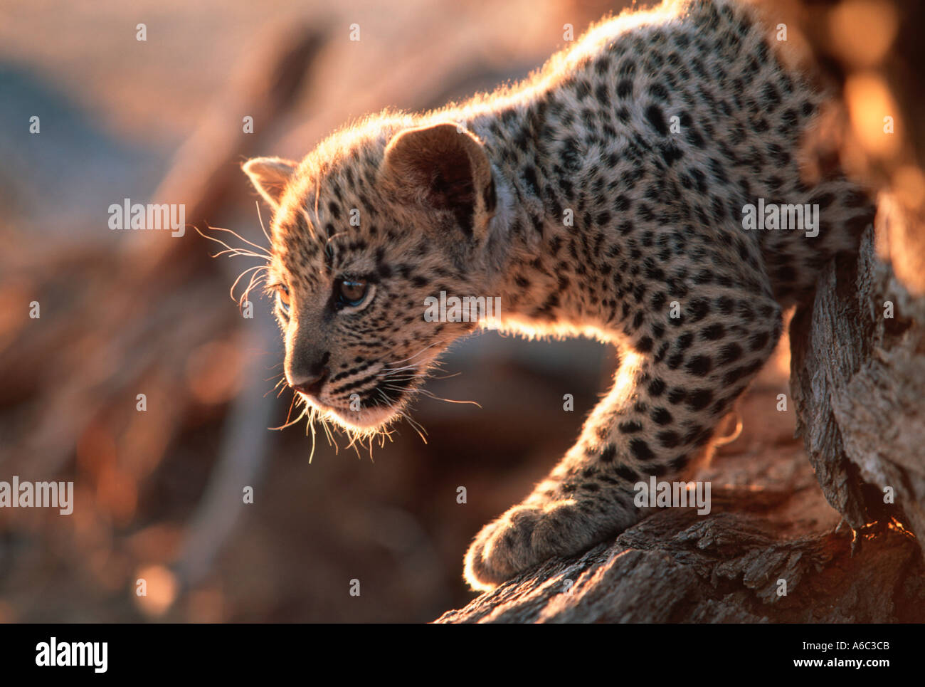 Leopard Panthera pardus Two month old cub Africa to Far East South East Asia Stock Photo - Alamy