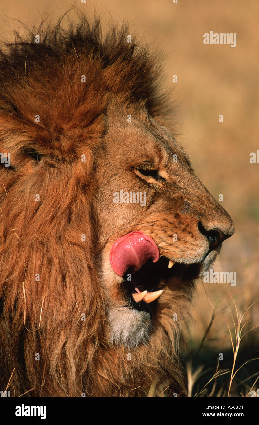 Lion Panthera leo Portrait of male Sub Saharan Africa Stock Photo - Alamy