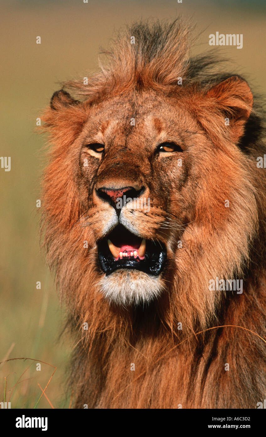 Lion Panthera leo Portrait of male Sub Saharan Africa Stock Photo - Alamy