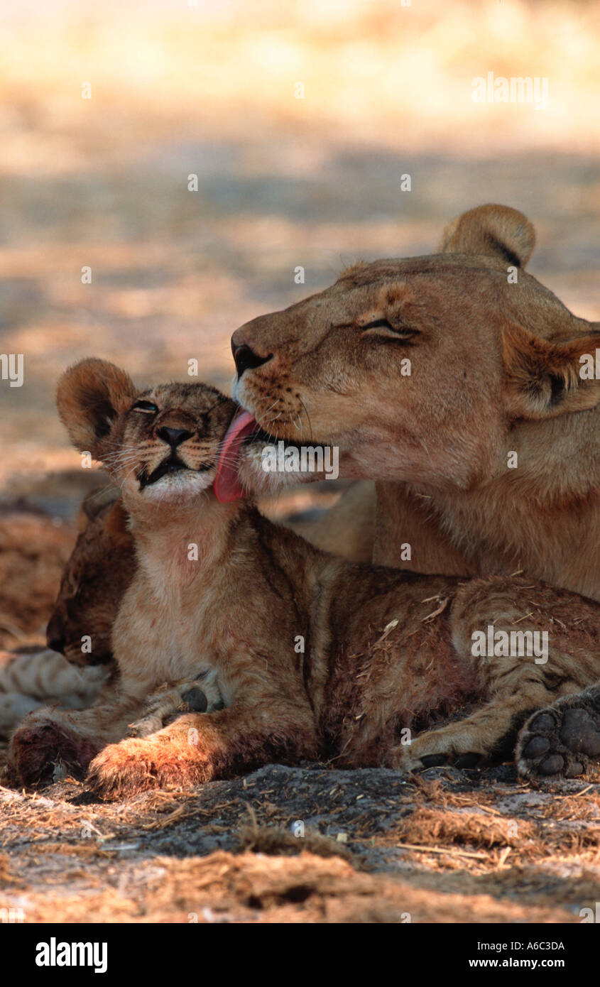 Lion Panthera leo Grooming her cub Chobe N P Botswana Sub Saharan ...