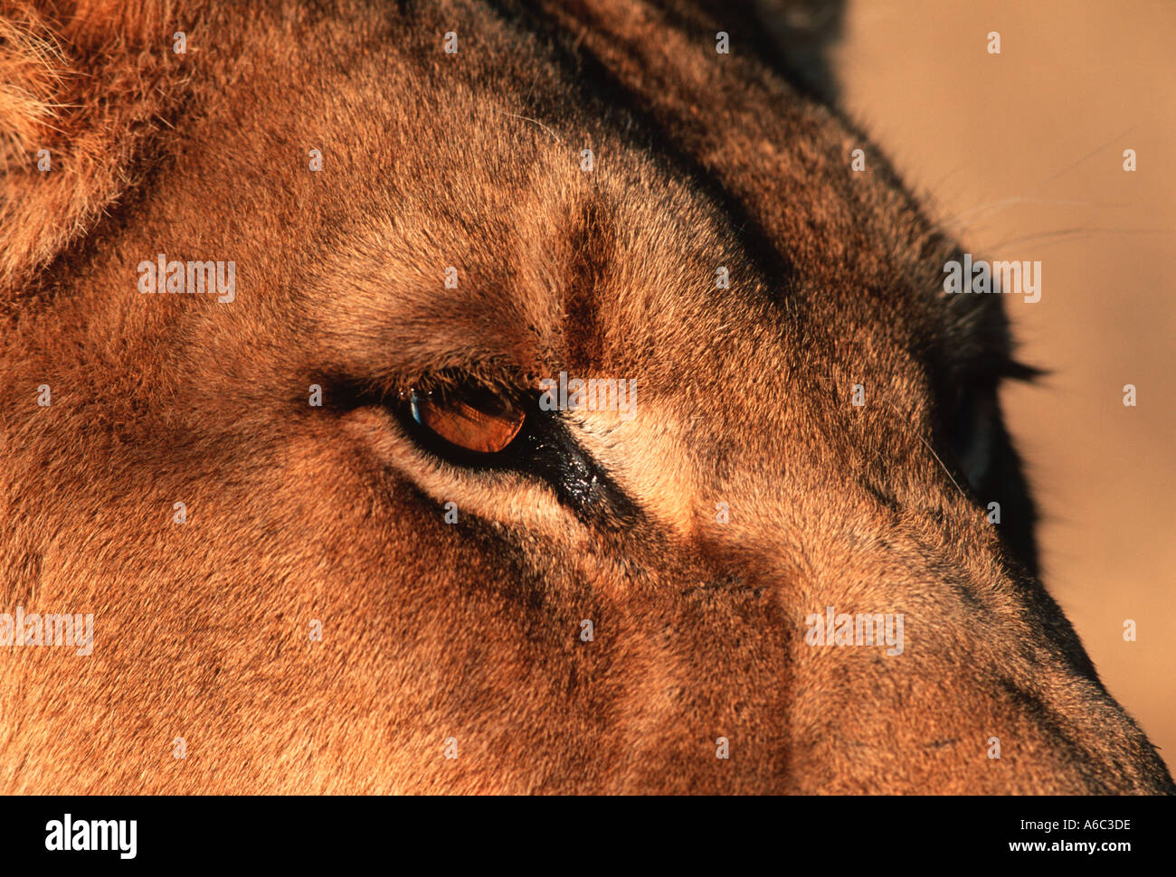 Lion Panthera leo Portrait of a female Sub Saharan Africa Stock Photo ...