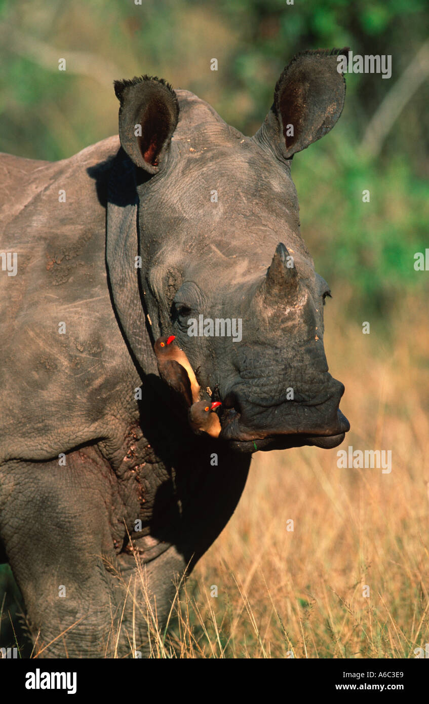 White Rhino Ceratotherium simum With red billed oxpeckers Endangered ...