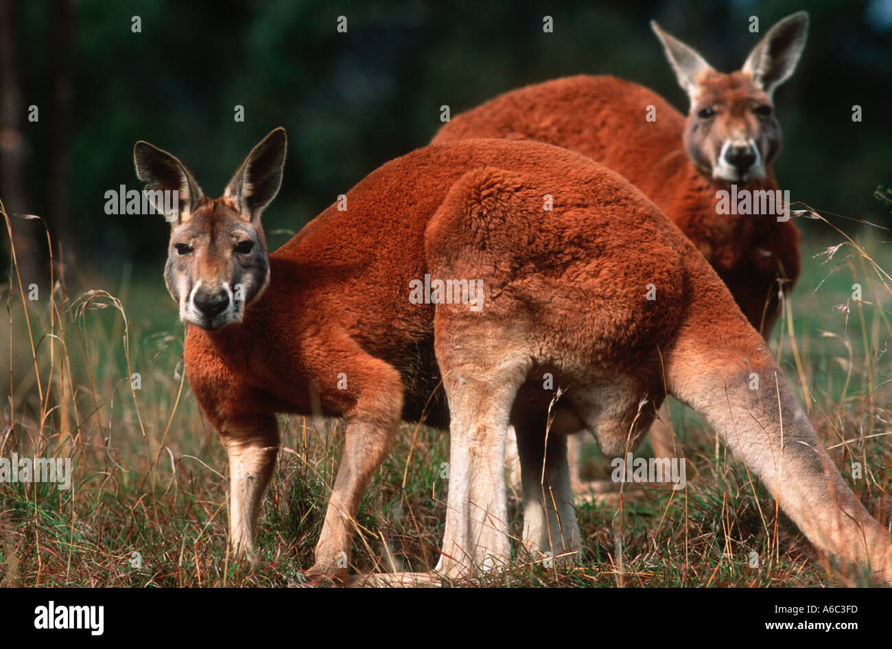Red Kangaroo Macropus rufus Male Australia Stock Photo - Alamy