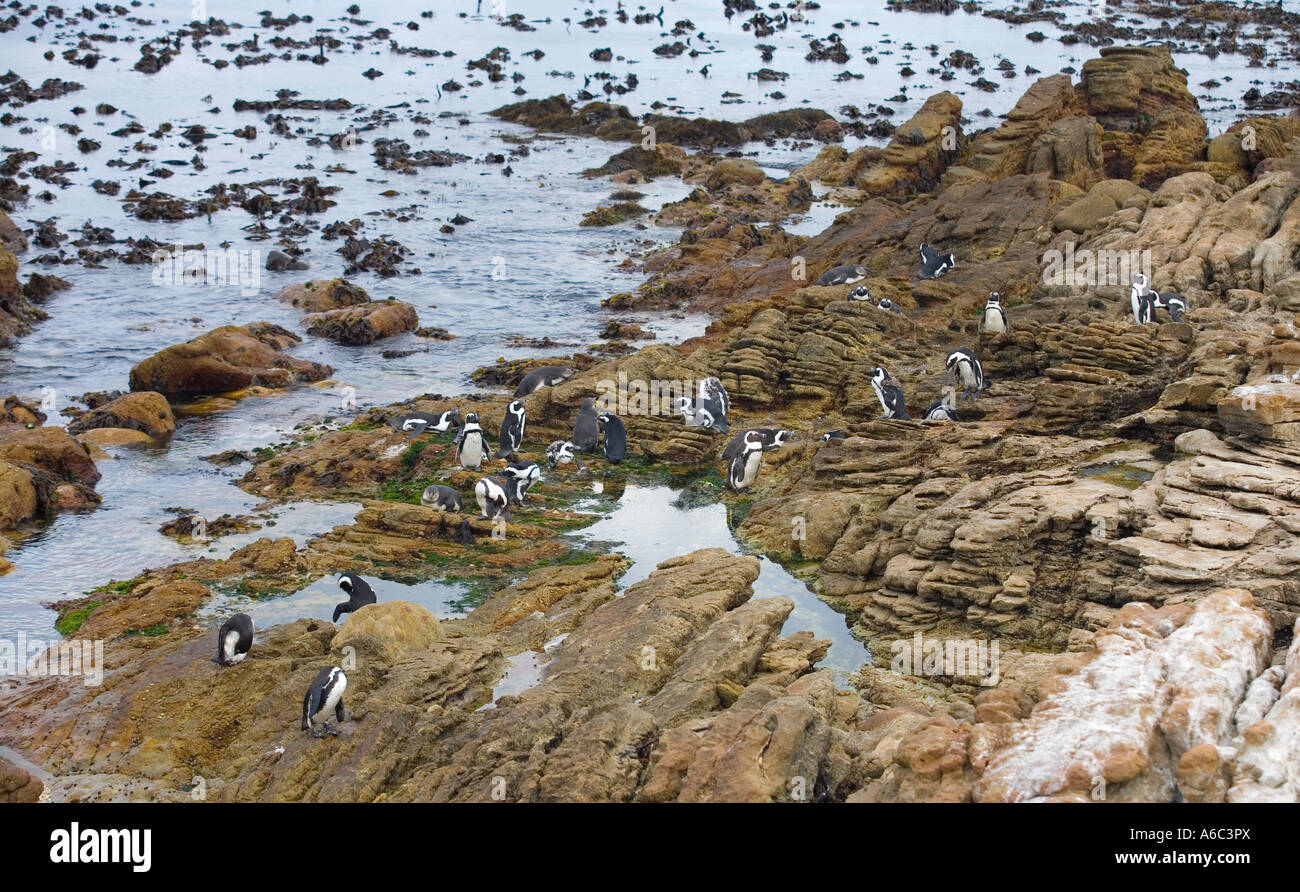 Penguins group hi-res stock photography and images - Alamy