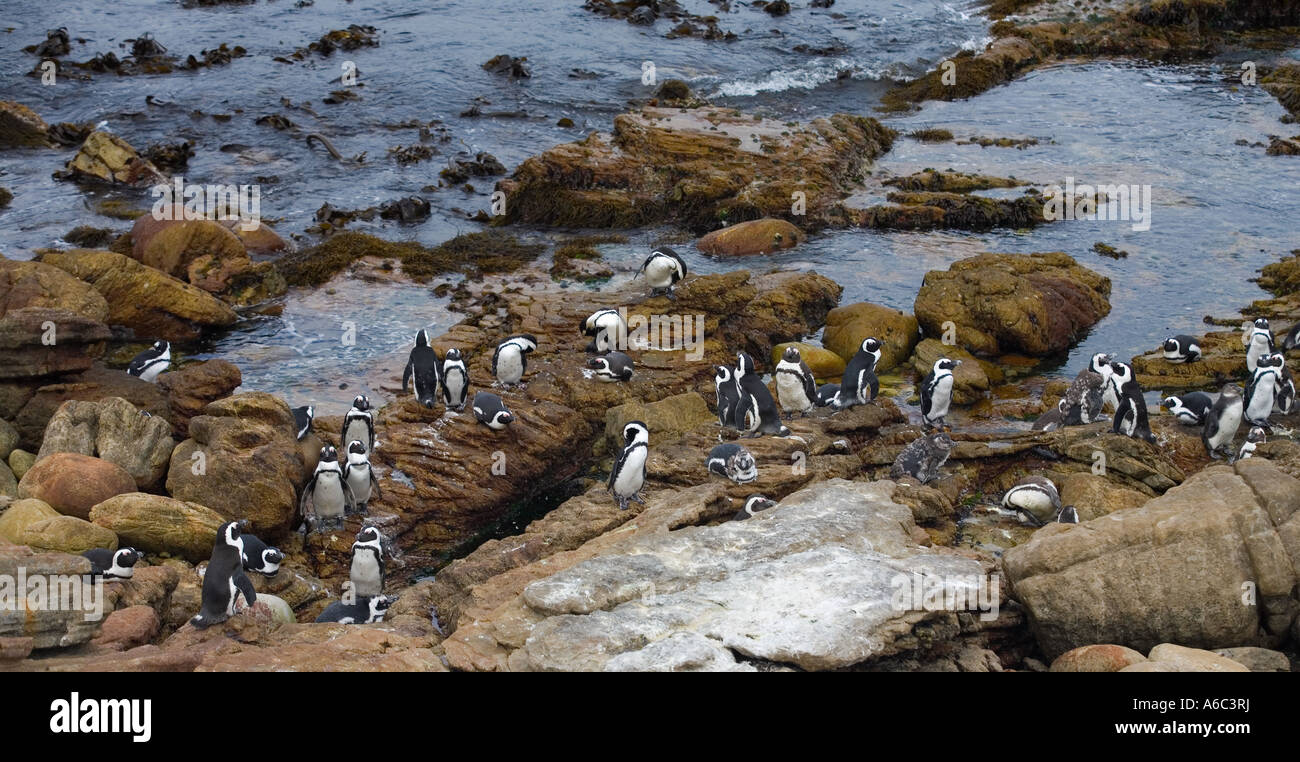 Penguins group hi-res stock photography and images - Alamy