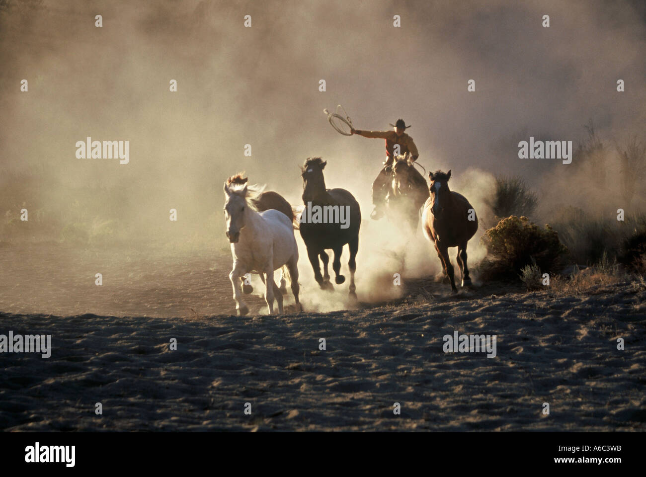 Spooked horse hi-res stock photography and images - Alamy
