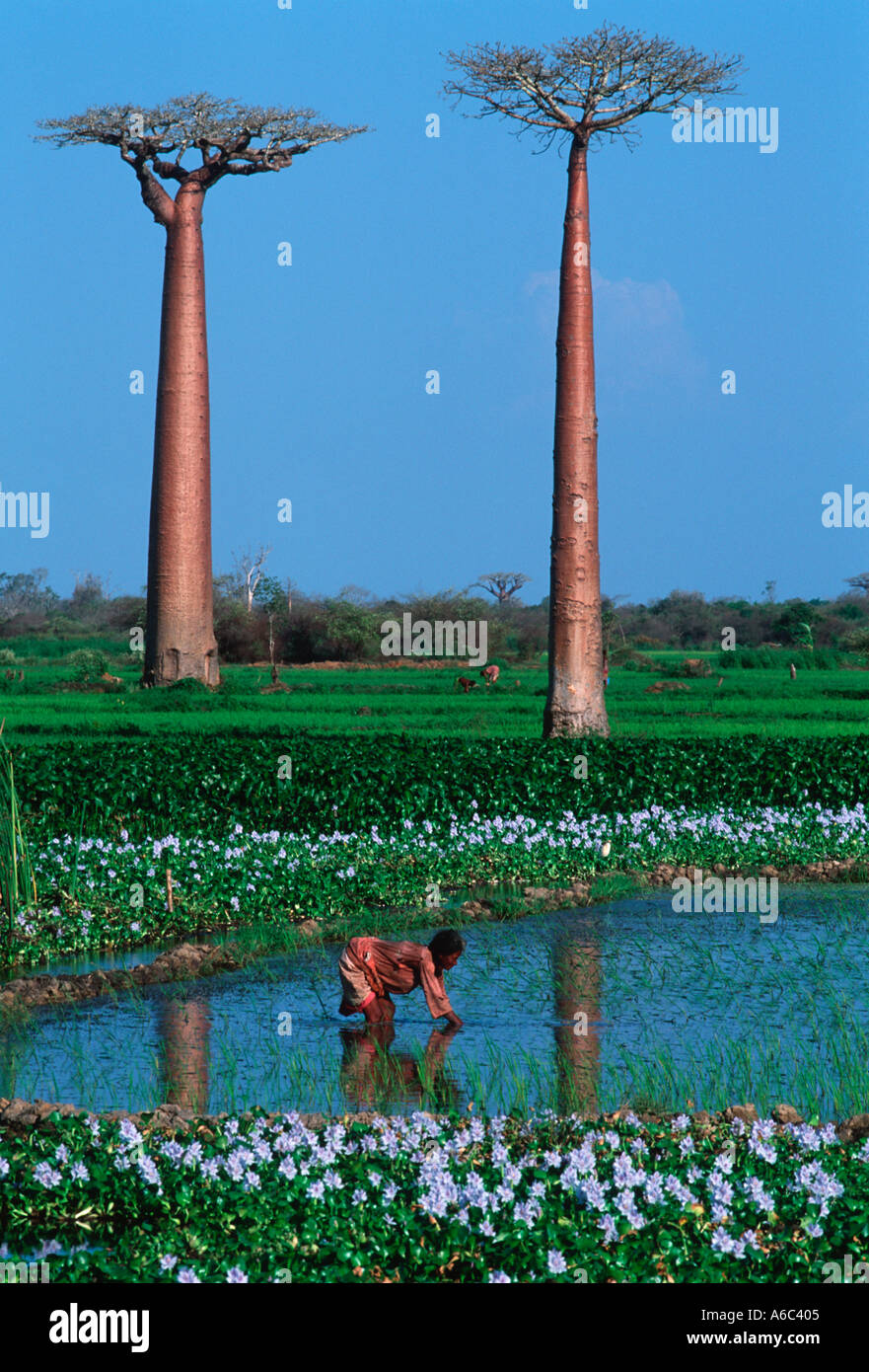 Baobab tree Adansonia grandidieri Rice paddy fields with baobab trees ...