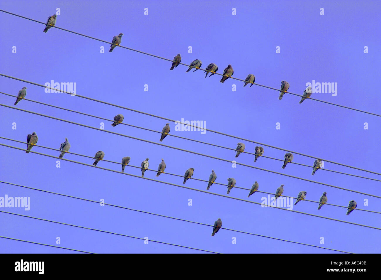 Birds on wires Stock Photo - Alamy
