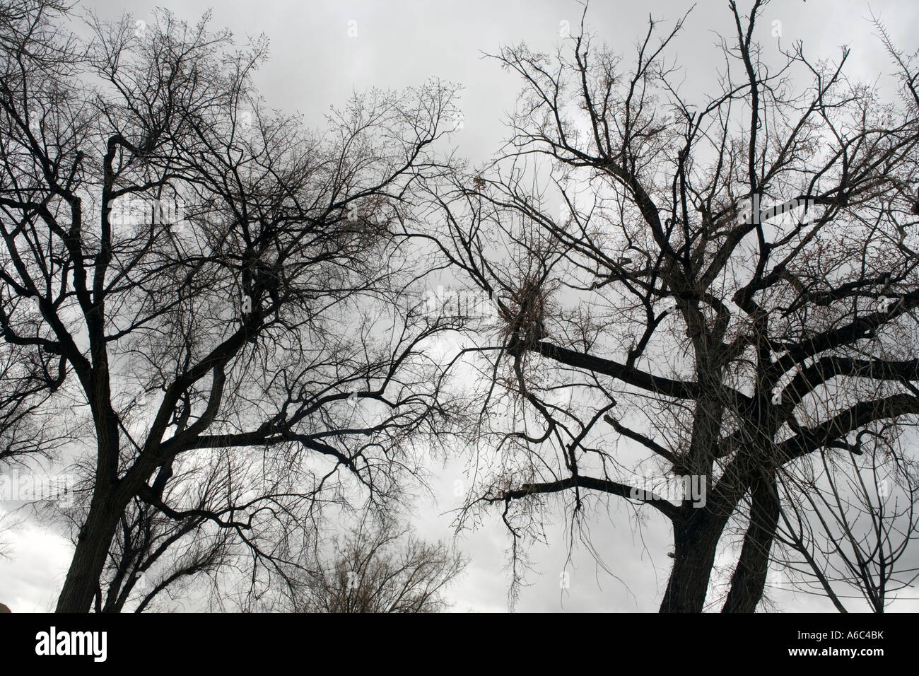 Elm Stock Photos & Elm Stock Images - Alamy