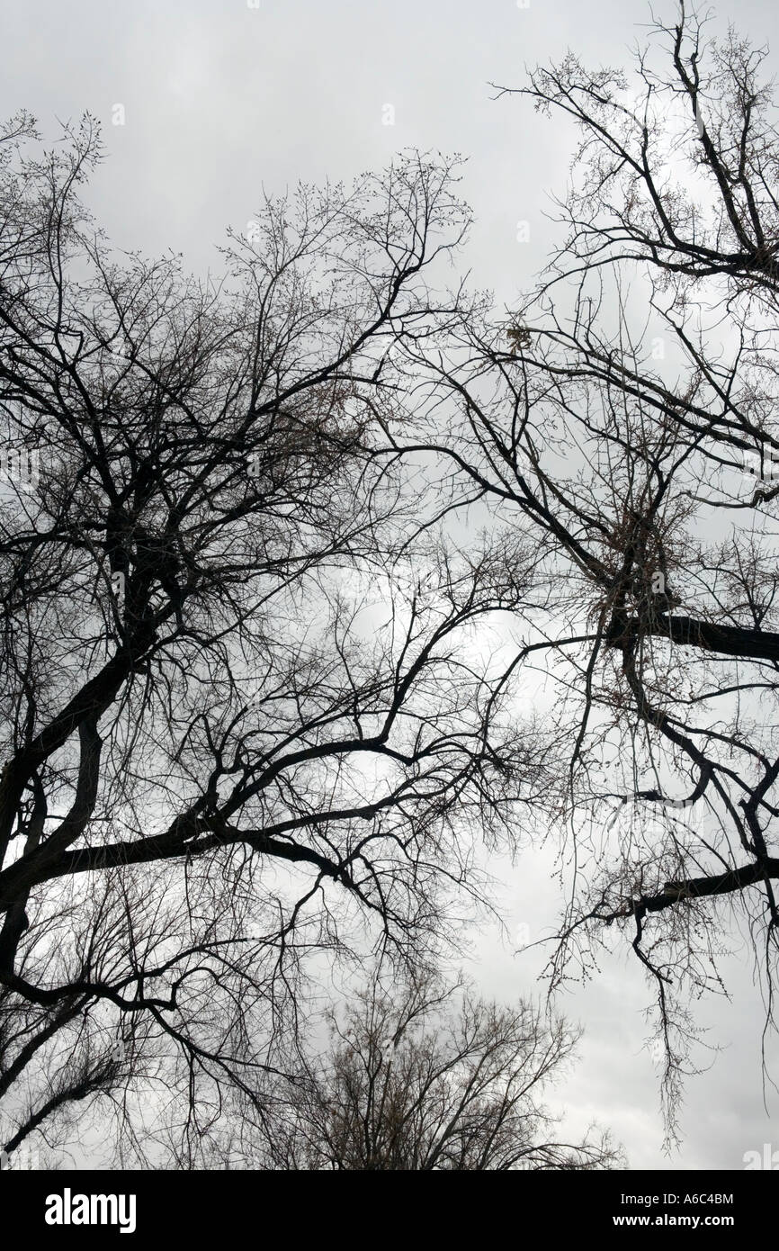 Elm trees in winter Stock Photo - Alamy