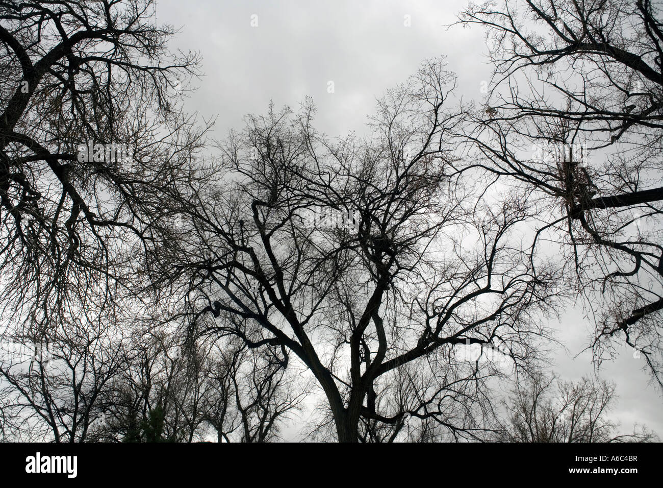 Elm Tree Leaves High Resolution Stock Photography and Images - Alamy