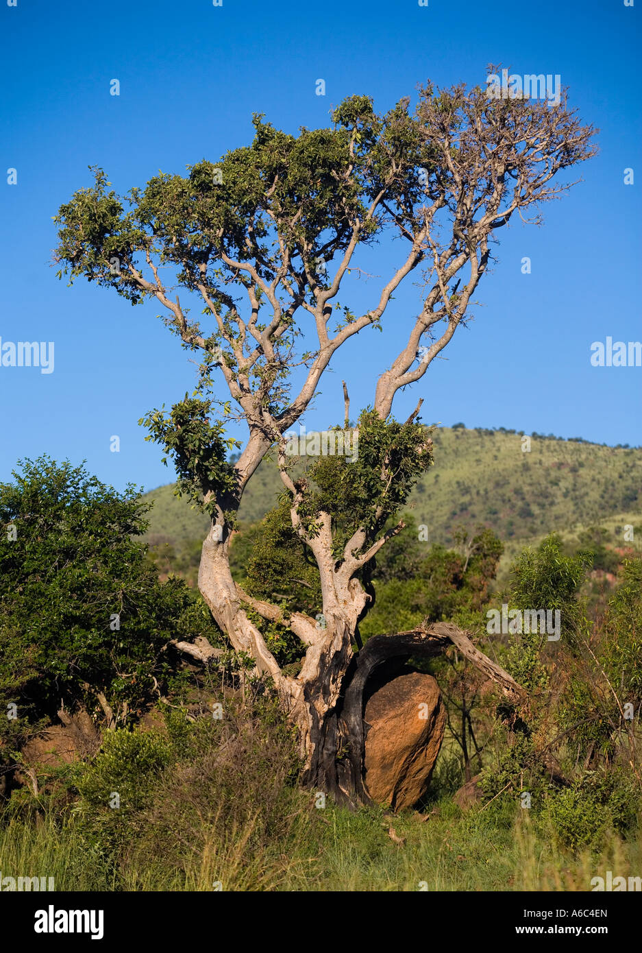 tree growing over rock Stock Photo - Alamy