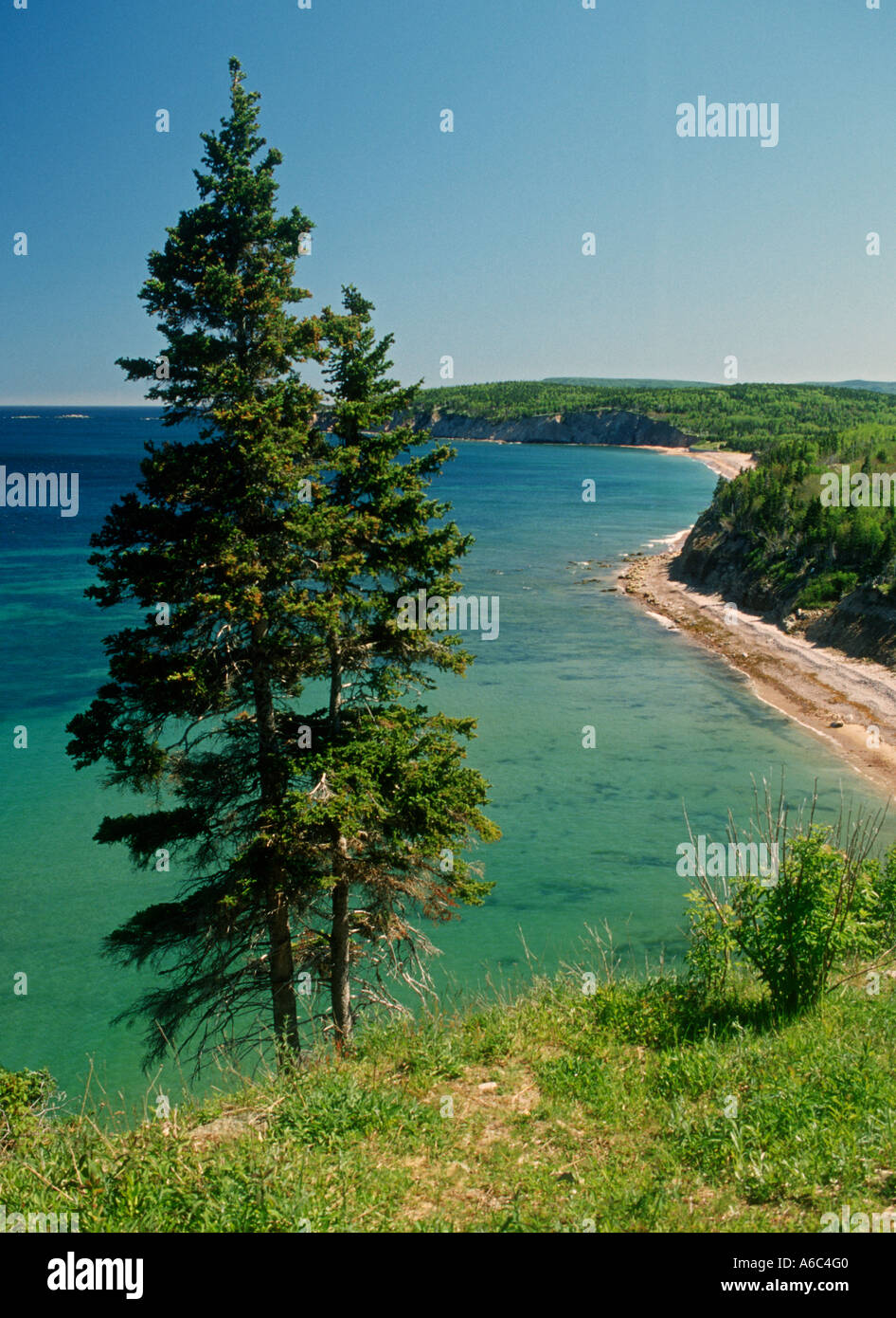 A pair of pine trees on the cliff edge on the Cabot Trail Cape Breton ...