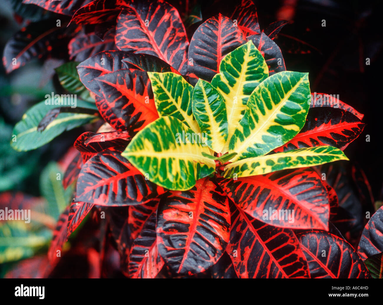 Croton plant codiaeum variegatum hi-res stock photography and images ...