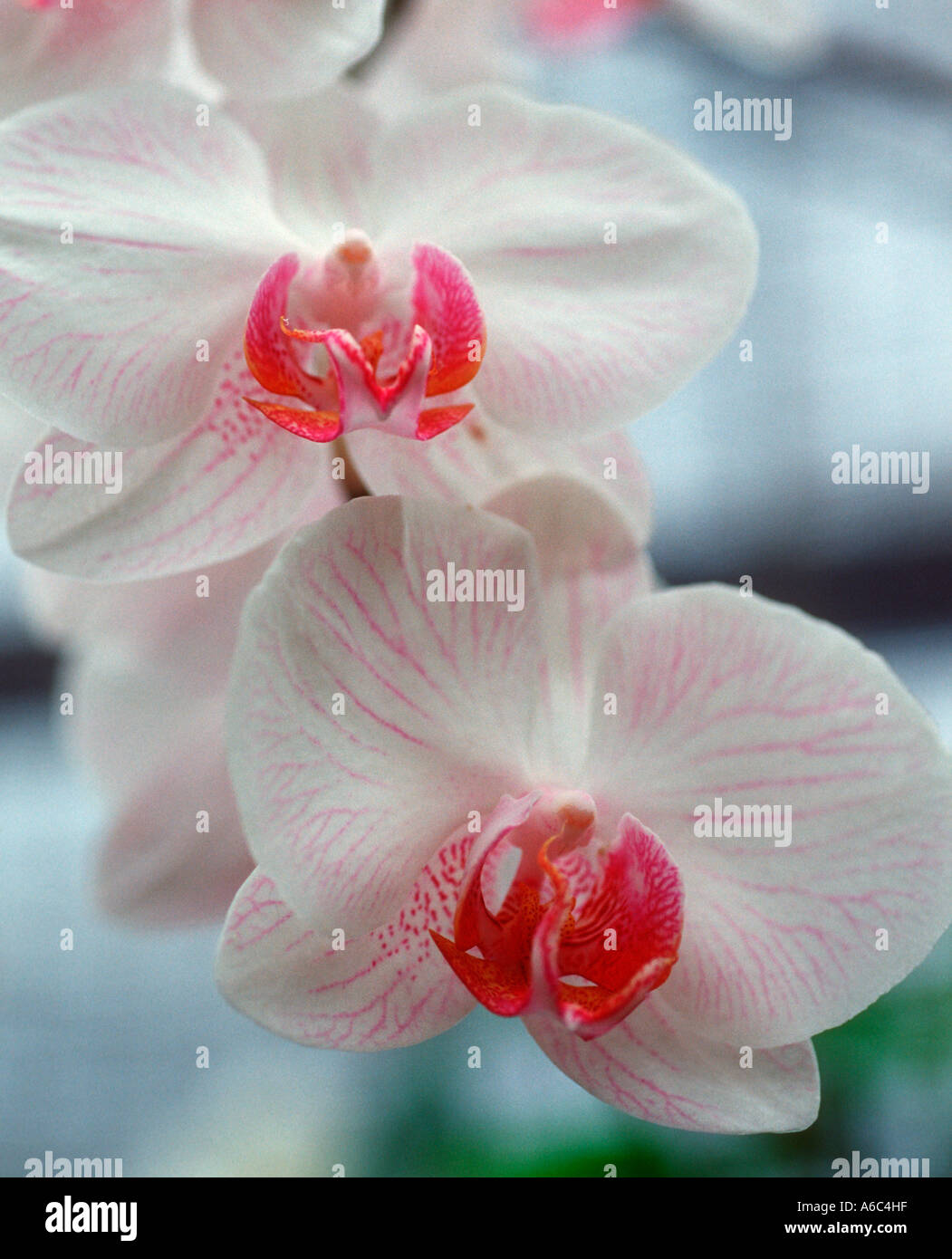 Rare Orchid