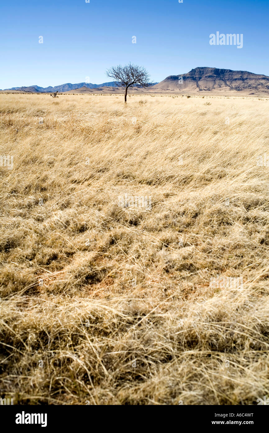 Typical texas landscape hi-res stock photography and images - Alamy