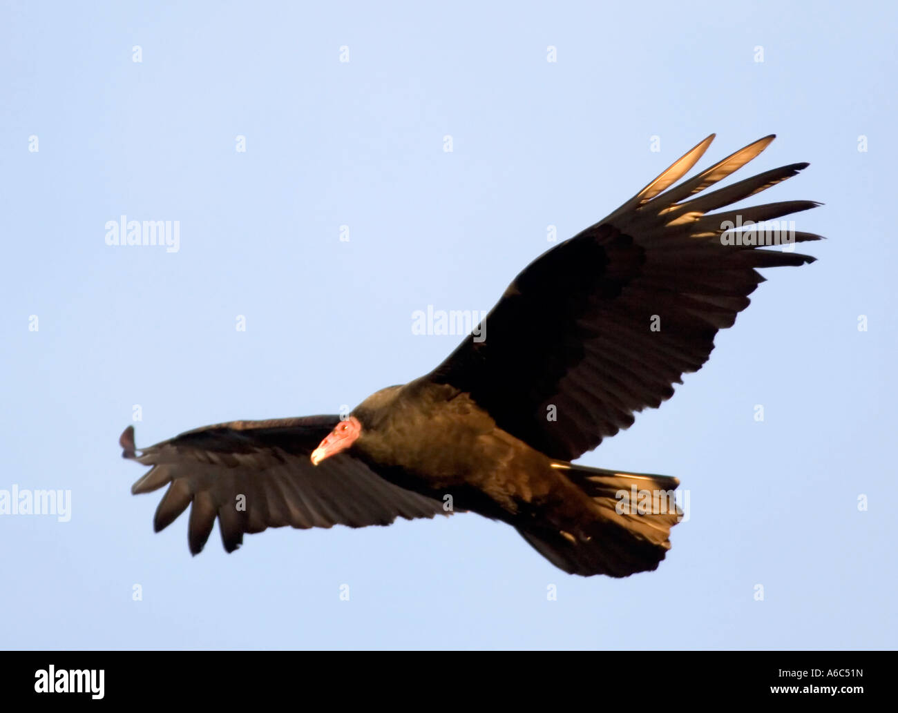 Turkey vulture Cathartes aura also called turkey buzzard common bird of ...