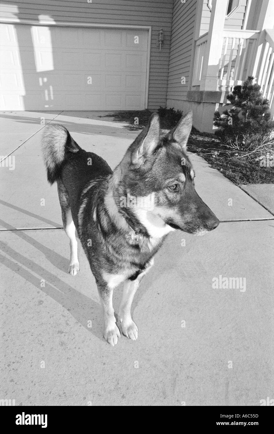 dog standing in driveway in front of attached garage Stock Photo - Alamy