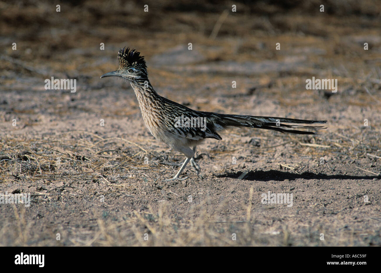 Greater Roadrunner Geococcyx californianus Stock Photo - Alamy