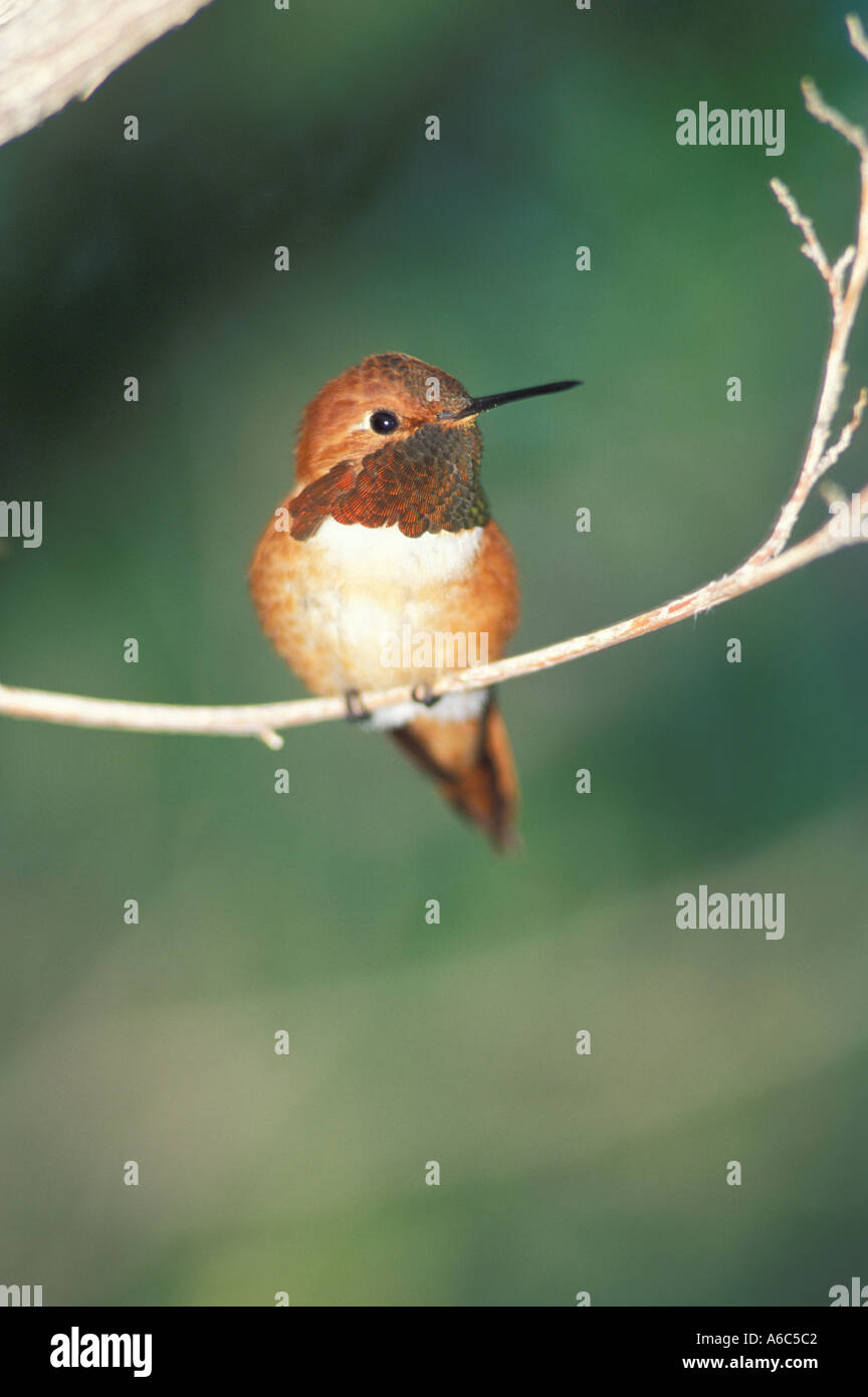 Rufus selaphorus hi-res stock photography and images - Alamy