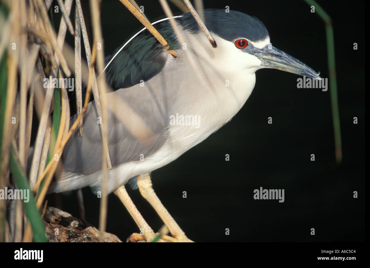 Black crowned Night Heron Nycticorax nycticorax Stock Photo - Alamy