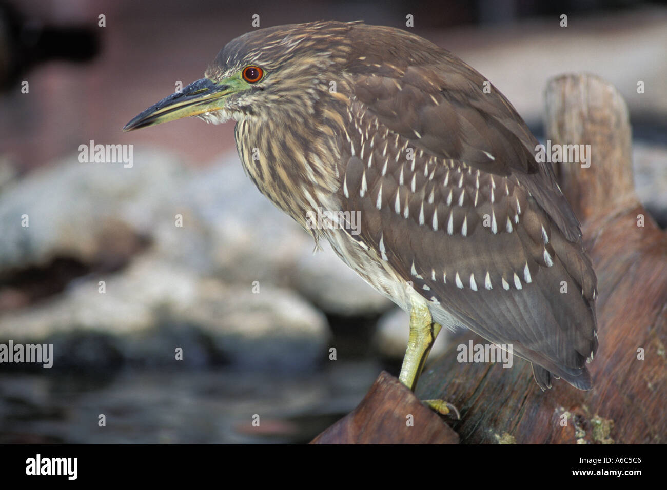 Black crowned Night Heron Nycticorax nycticorax immature Stock Photo ...
