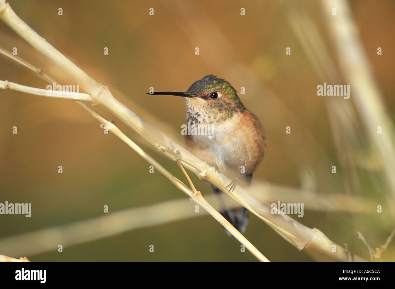 Rufus selaphorus hi-res stock photography and images - Alamy