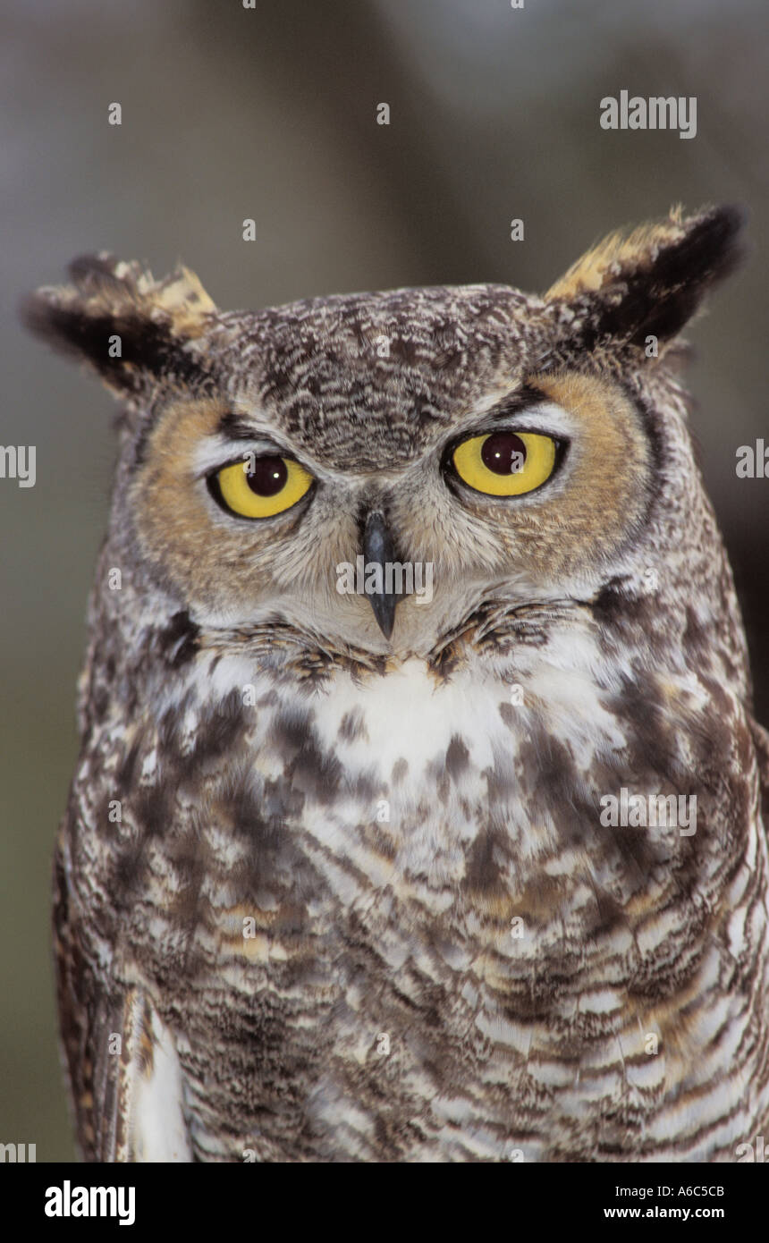 Great Horned Owl Bubo virginianus portrait Stock Photo - Alamy