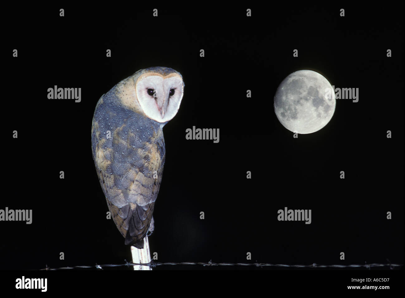 Barn Owl Tyto alba pratincola with full moon Stock Photo - Alamy