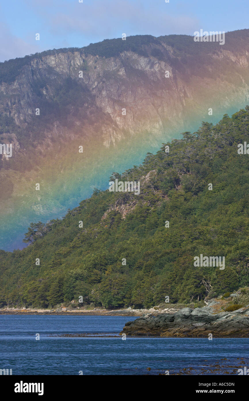 Southern beech Nothofagus forest in Tierra del Fuego National Park ...