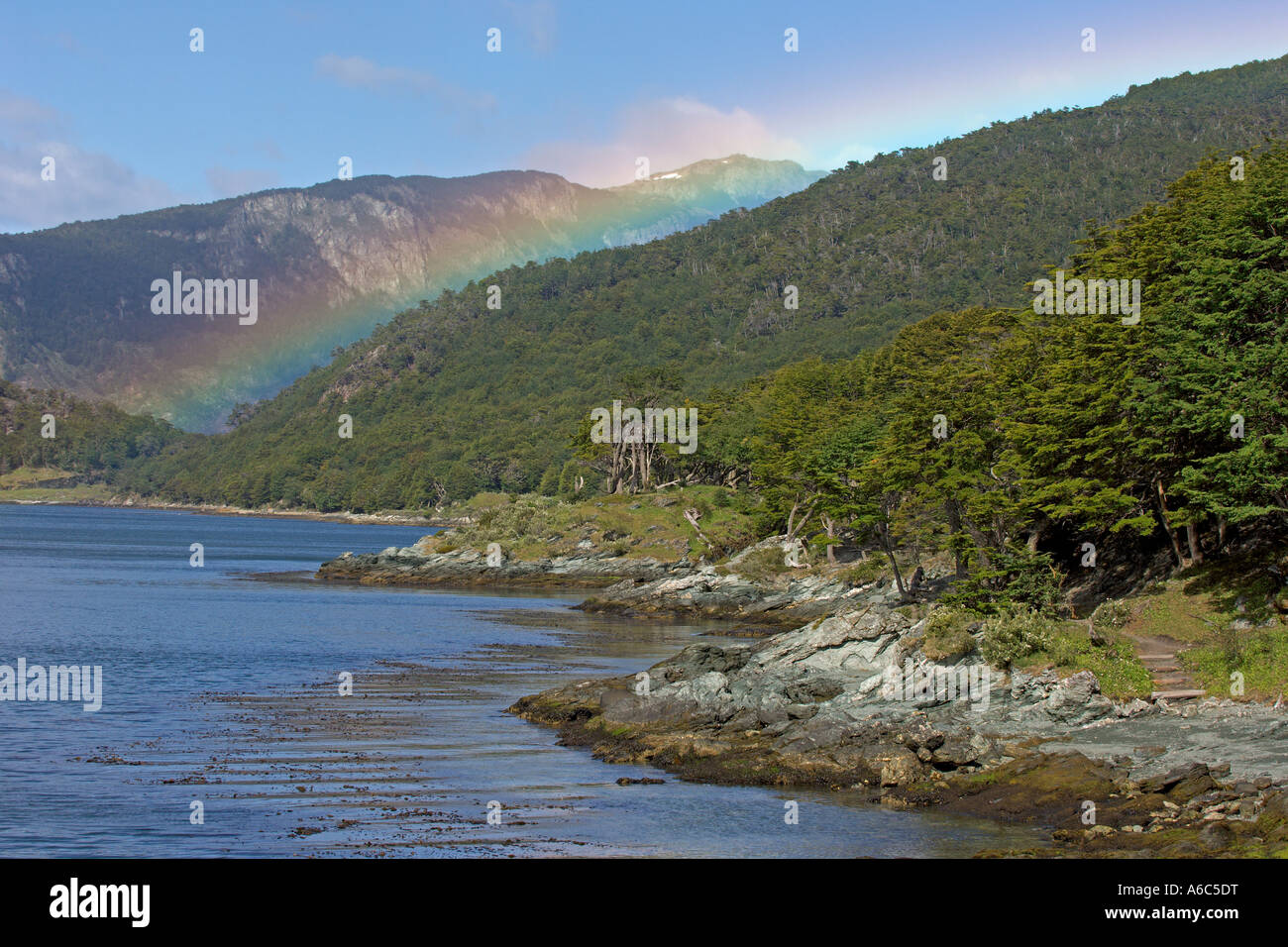 Southern beech Nothofagus forest in Tierra del Fuego National Park ...