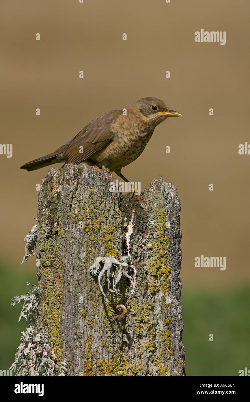 Austral thrush or Falkland thrush Turdus falcklandii juvenile New ...