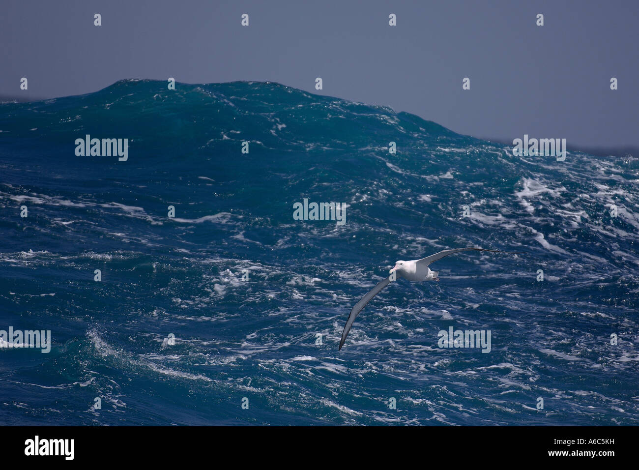 Wandering albatross Diomedea exulans in flight Drake Passage Southern ...