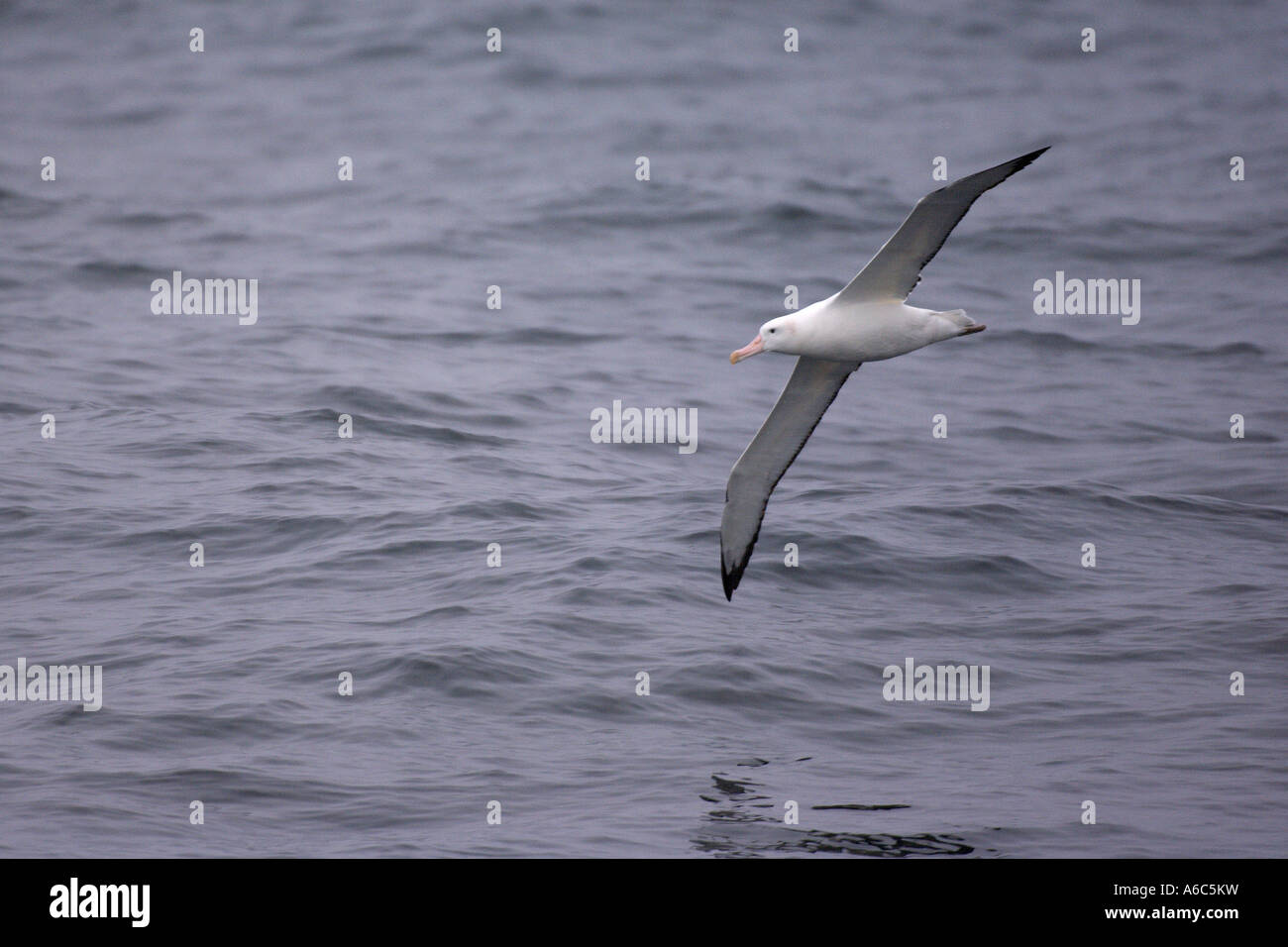 Wandering albatross Diomedea exulans adult in flight Drake Passage ...