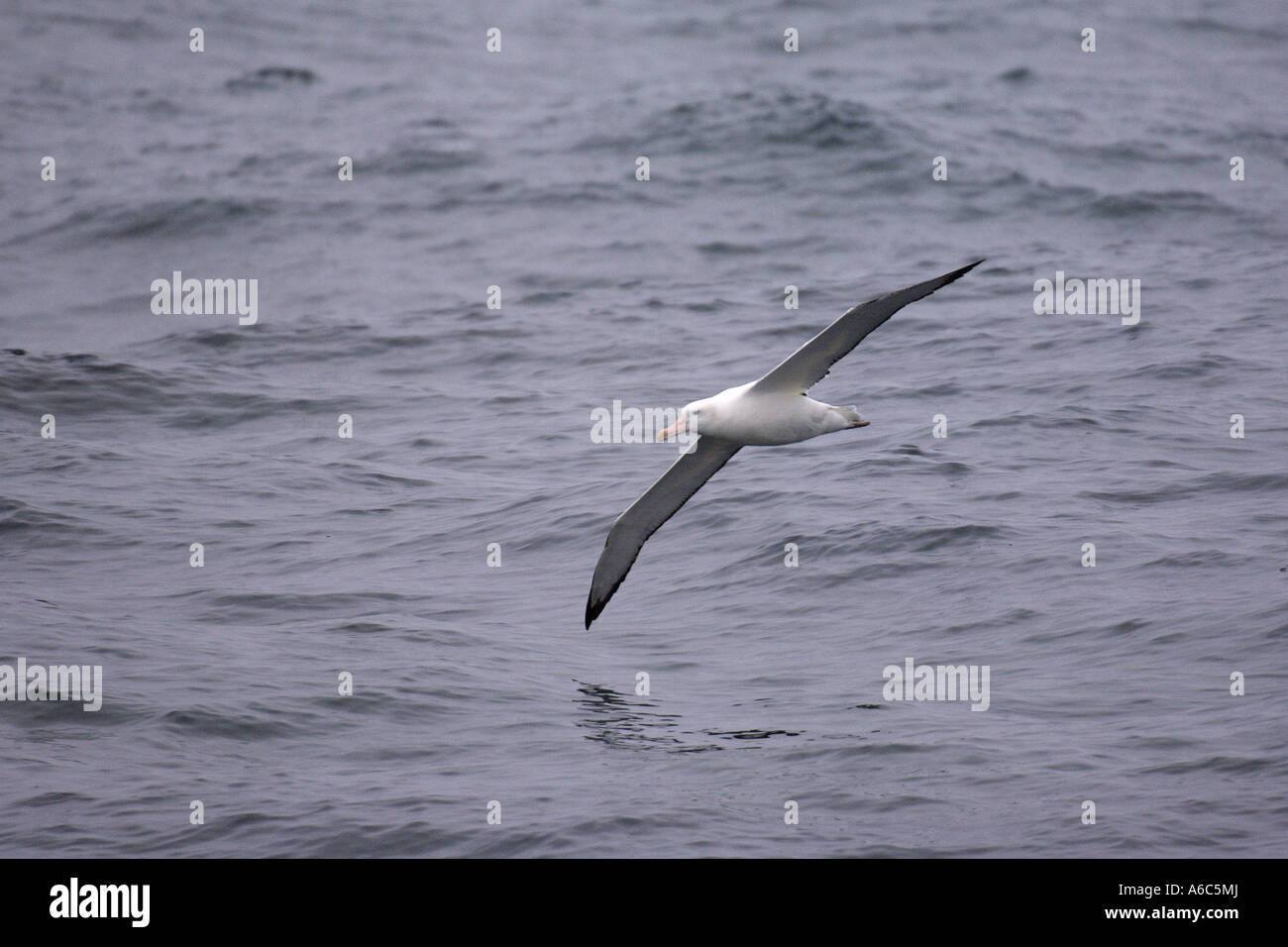 Wandering albatross Diomedea exulans adult in flight Drake Passage ...