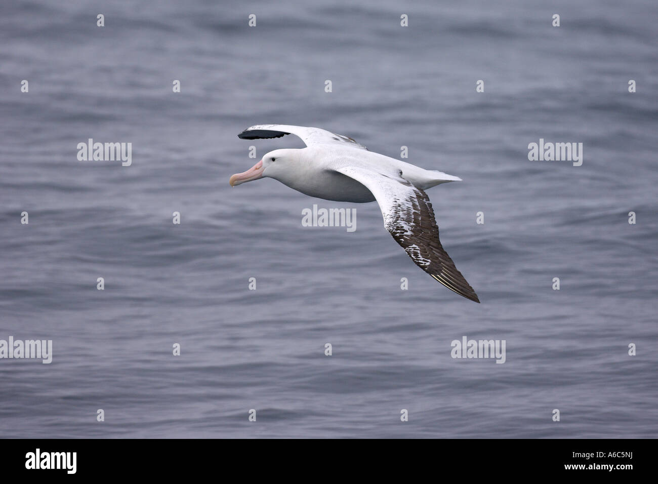 Wandering albatross Diomedea exulans adult in flight Drake Passage ...