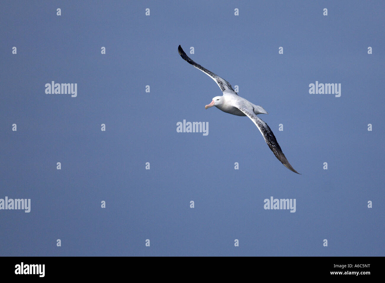 Wandering albatross Diomedea exulans sub adult in flight South Georgia ...