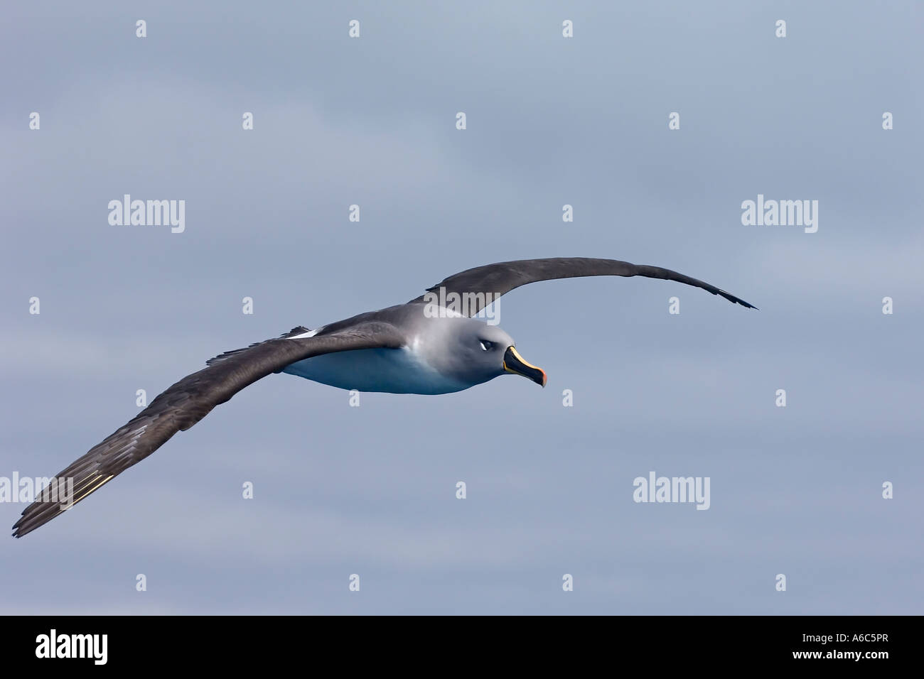 Grey headed albatross Thalassarche chrysostoma adult in flight South ...