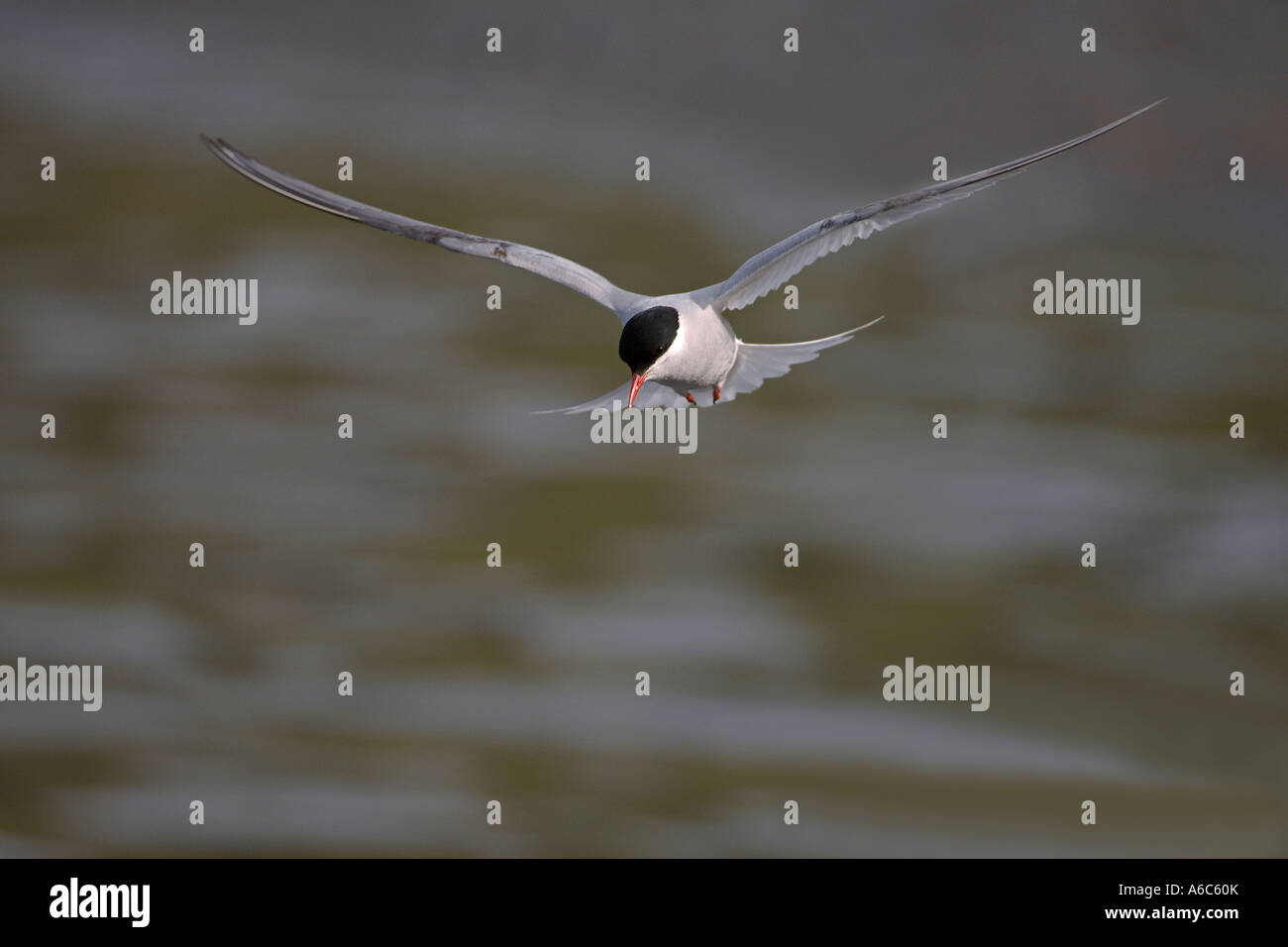 Antarctic tern Sterna vittata hovering in flight South Georgia ...