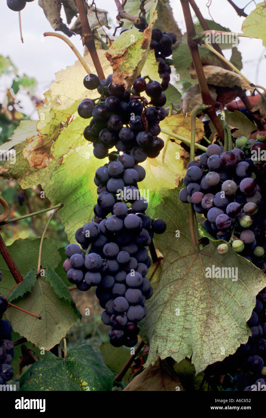Grapes on Vine Stock Photo - Alamy