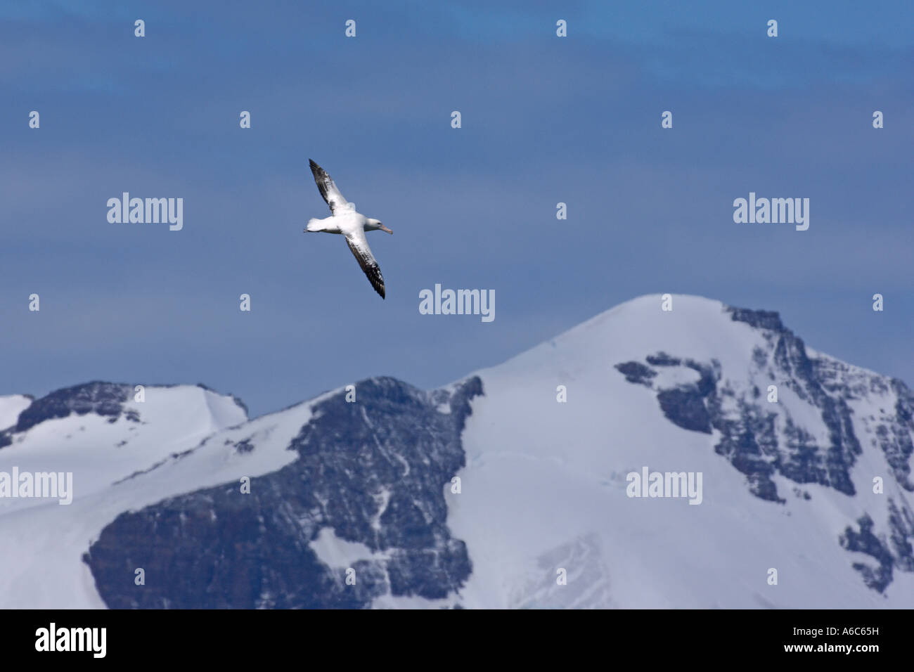 Wandering albatross Diomedea exulans adult in flight South Georgia ...